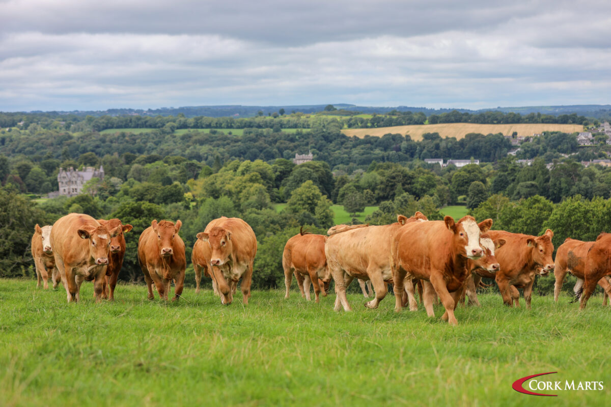 Macroom – Cork Marts