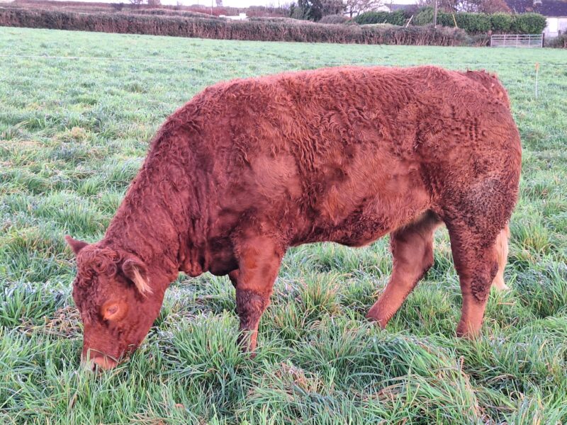 Macroom – Cork Marts
