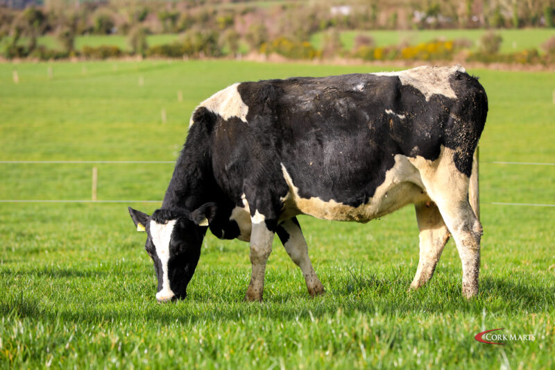 Macroom Mart Dairy Sale 3rd March 2026 – Cork Marts
