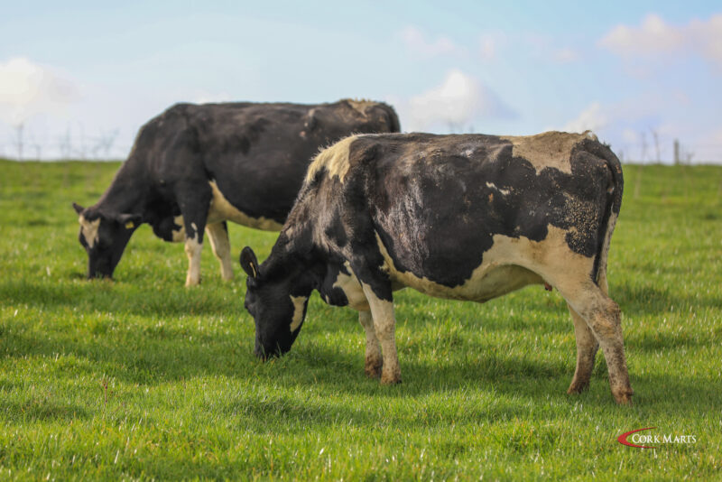 Corrin Dairy Sale 3rd April – Cork Marts