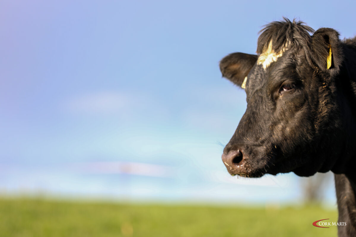 Macroom – Cork Marts