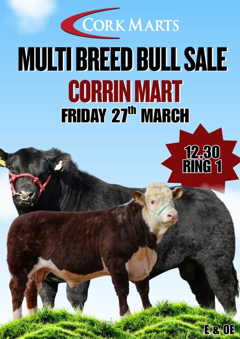 Corrin Mart Bull Sale 27th March Catalogue – Cork Marts