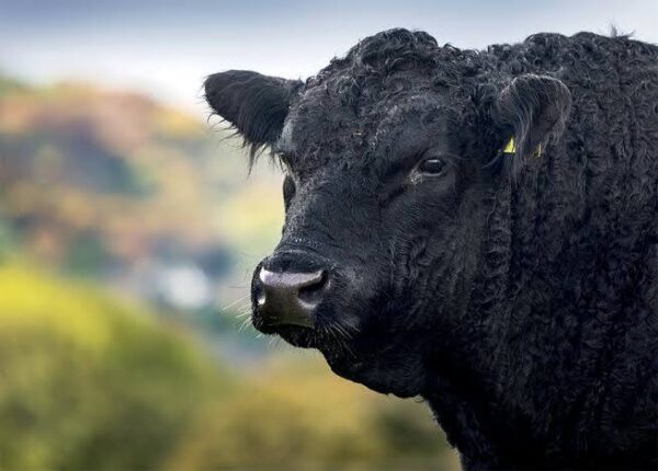 Macroom – Cork Marts